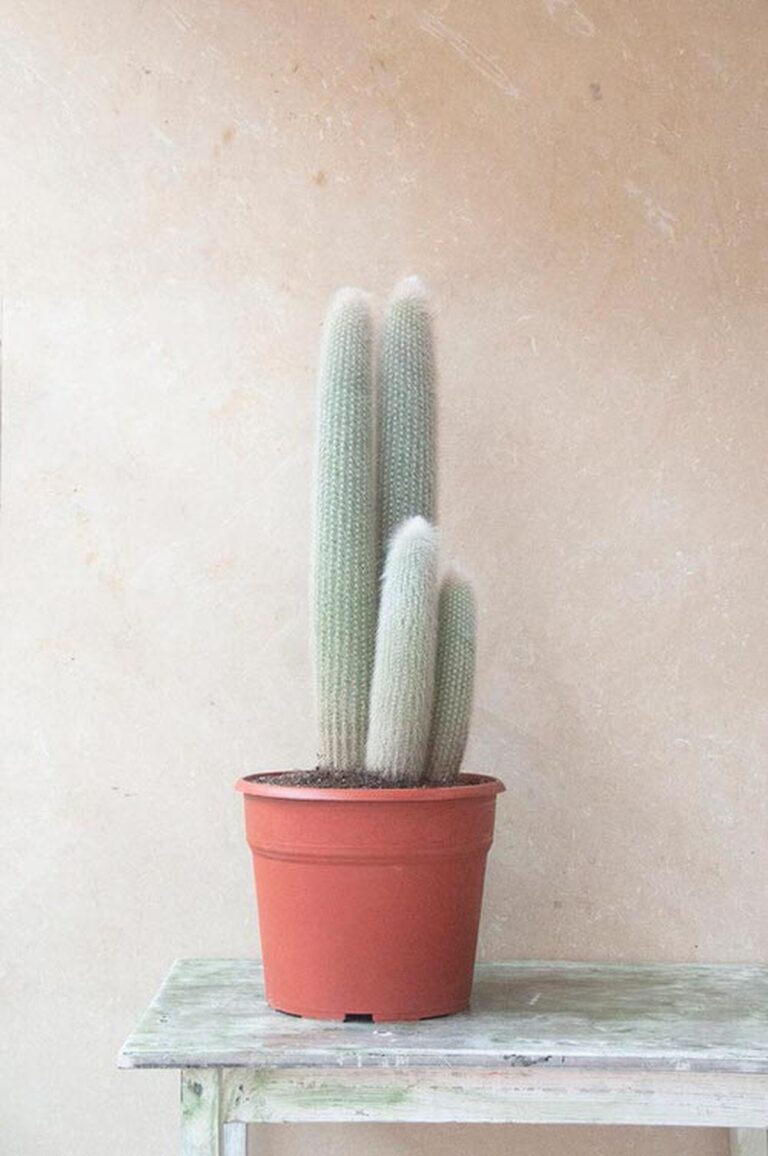 28 Stunning Rare Cactus Plants to Transform Your Home Garden