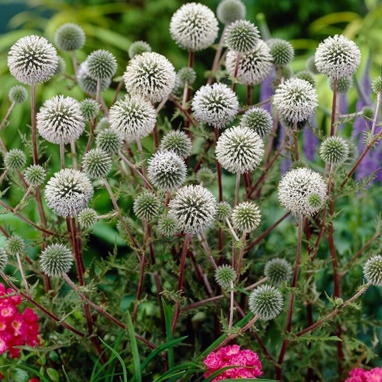 10 Stunning Gray Flower Names That Bloom with Elegance