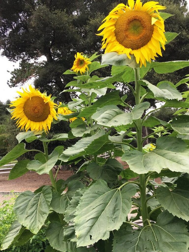 15 Stunning Giant Sunflower Varieties for Your Dream Garden