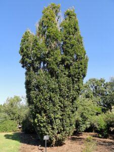28 Stunning Tall Skinny Trees for Your Perfect Garden Oasis