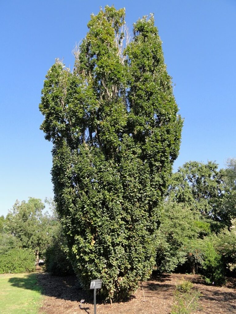 28 Stunning Tall Skinny Trees for Your Perfect Garden Oasis