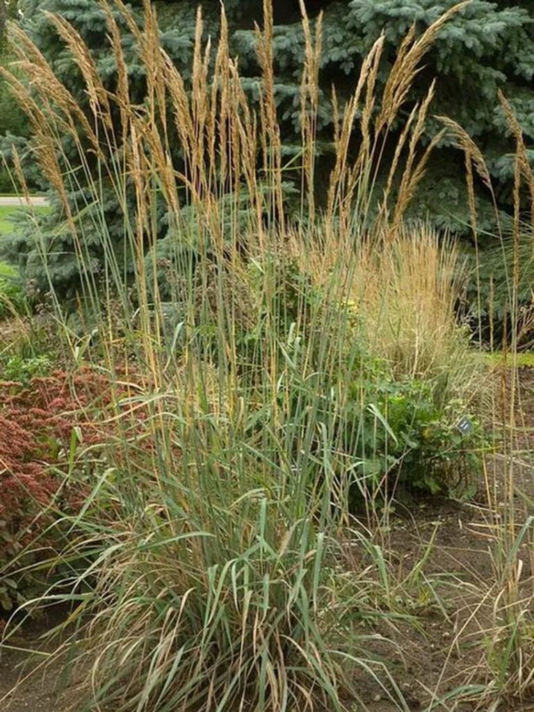 48 Stunning Maryland Native Plants List for Your Garden Dream
