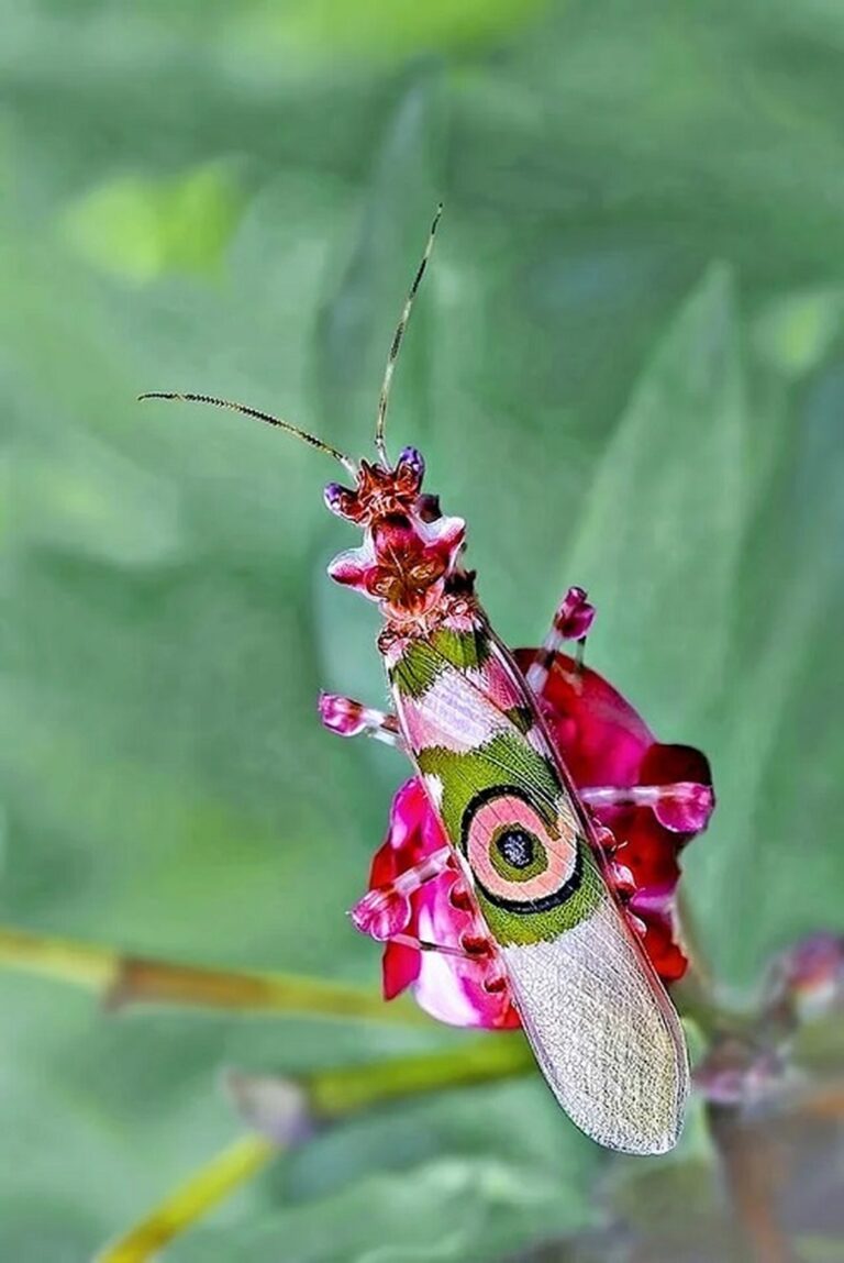 18 Fascinating Types of Praying Mantis Found in Gardens