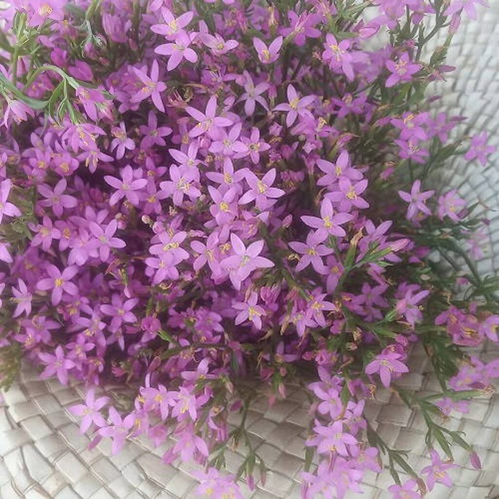 18 Enchanting Native European Plants That Thrive Locally