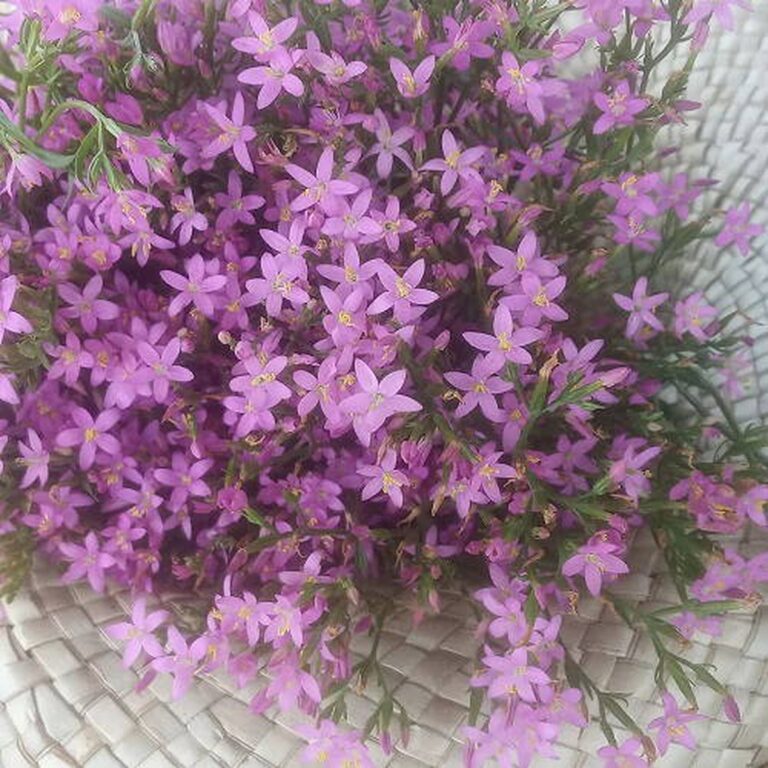 18 Enchanting Native European Plants That Thrive Locally