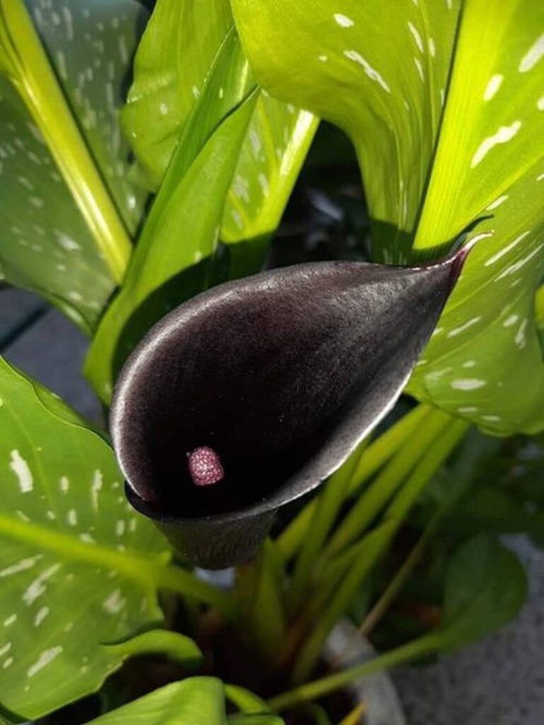 14 Beautiful Black Calla Lily Varieties That Amaze Every Time