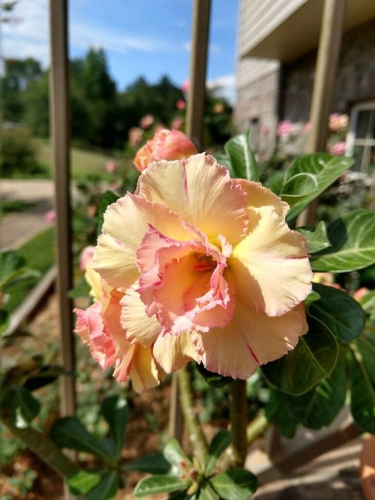35 Different Types of Desert Rose Varieties to Fall in Love With