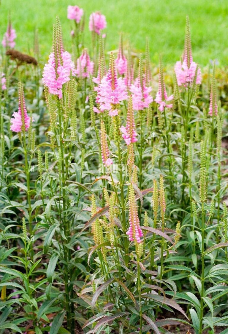 33 Brilliant Bee Balm Companion Plants for a Thriving Garden
