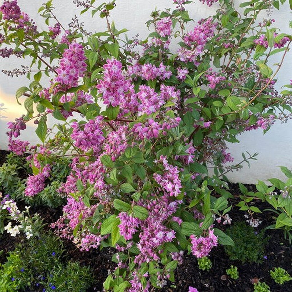 29 Stunning Pink Flowering Bushes That Brighten Any Garden
