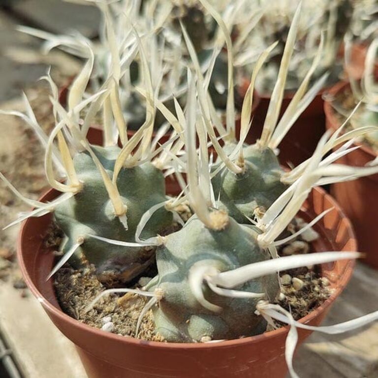 28 Stunning Rare Cactus Plants to Transform Your Home Garden