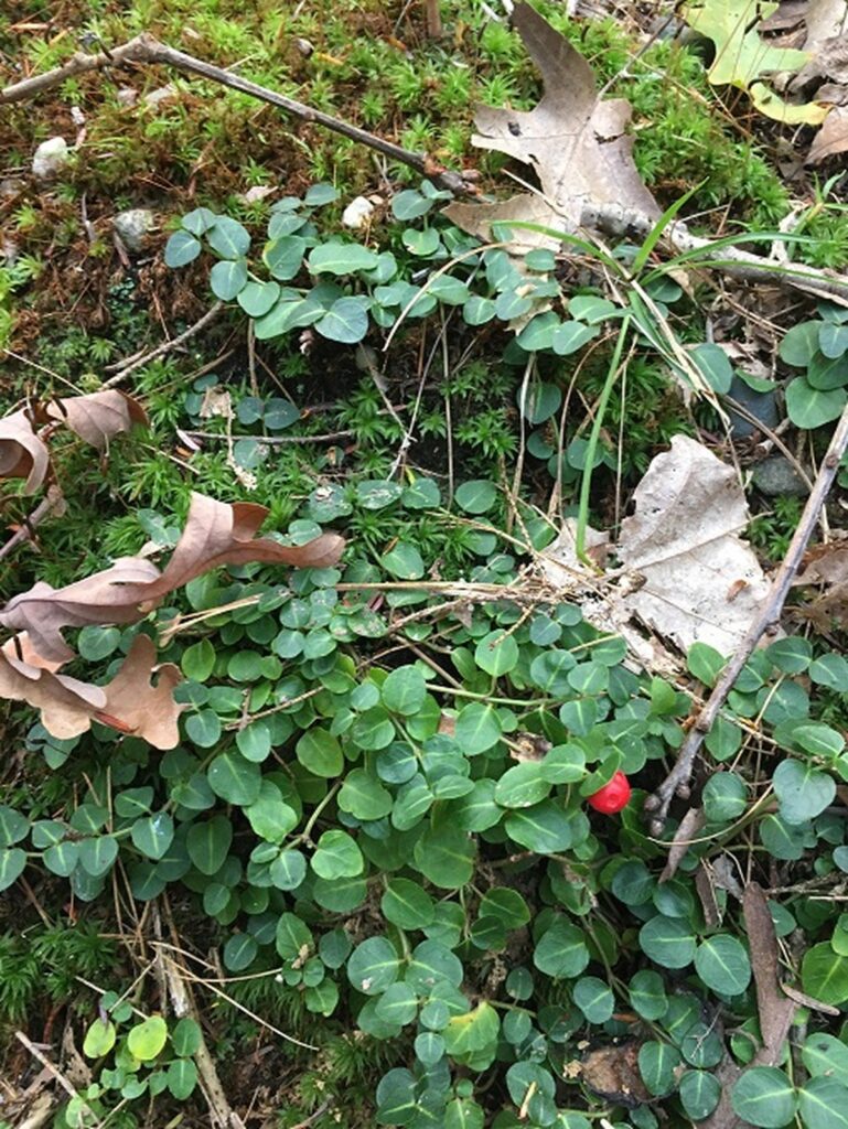 17 Beautiful Vines that Make Good Ground Cover for Your Garden