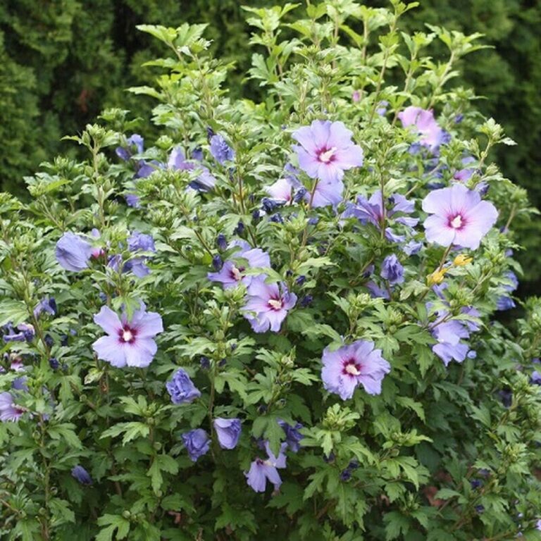 17 Beautiful Rose of Sharon Varieties to Brighten Your Garden
