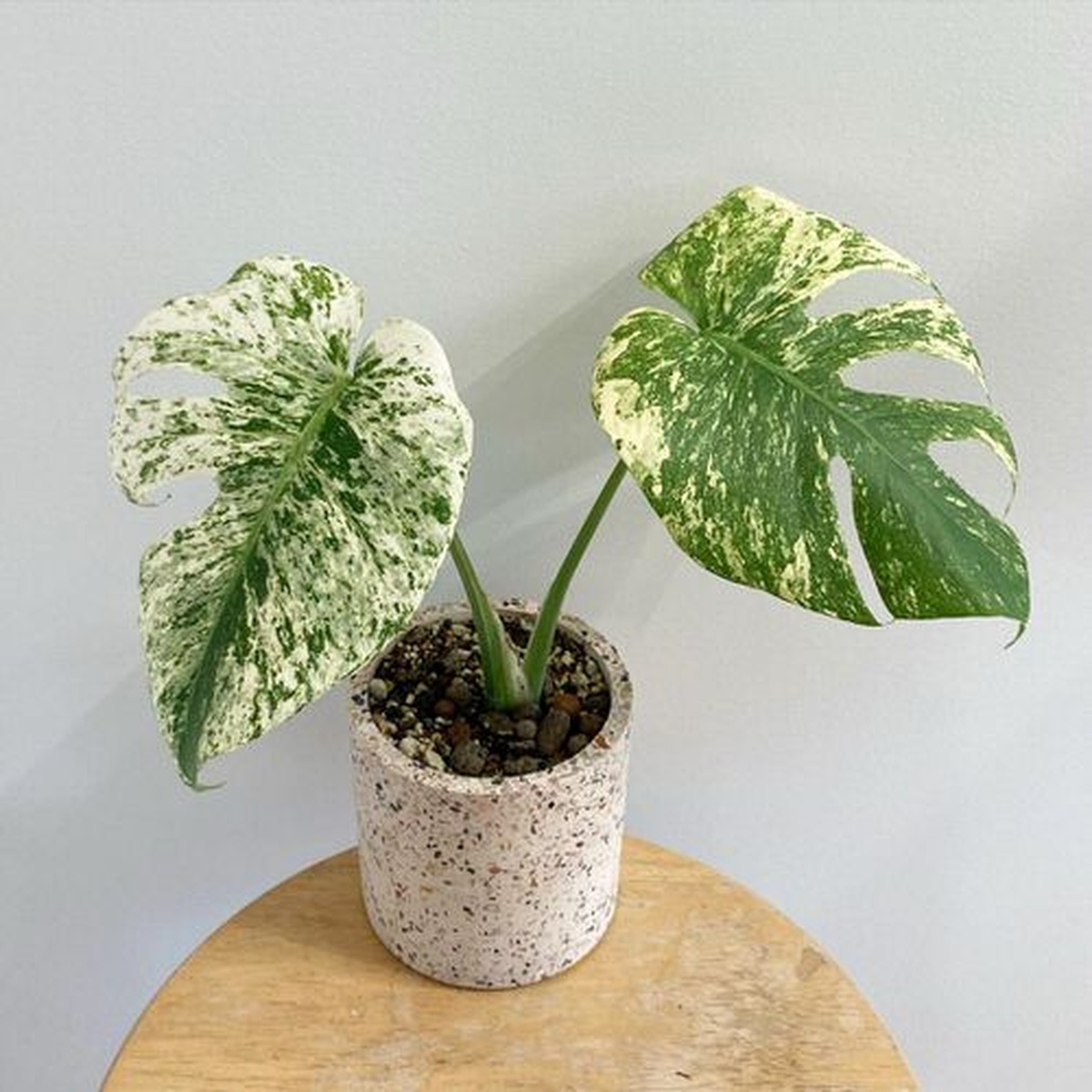 11 Stunning Variegated Monstera Varieties to Brighten Your Home