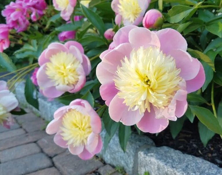 55 Gorgeous Pink Peony Varieties That Bloom Beautifully