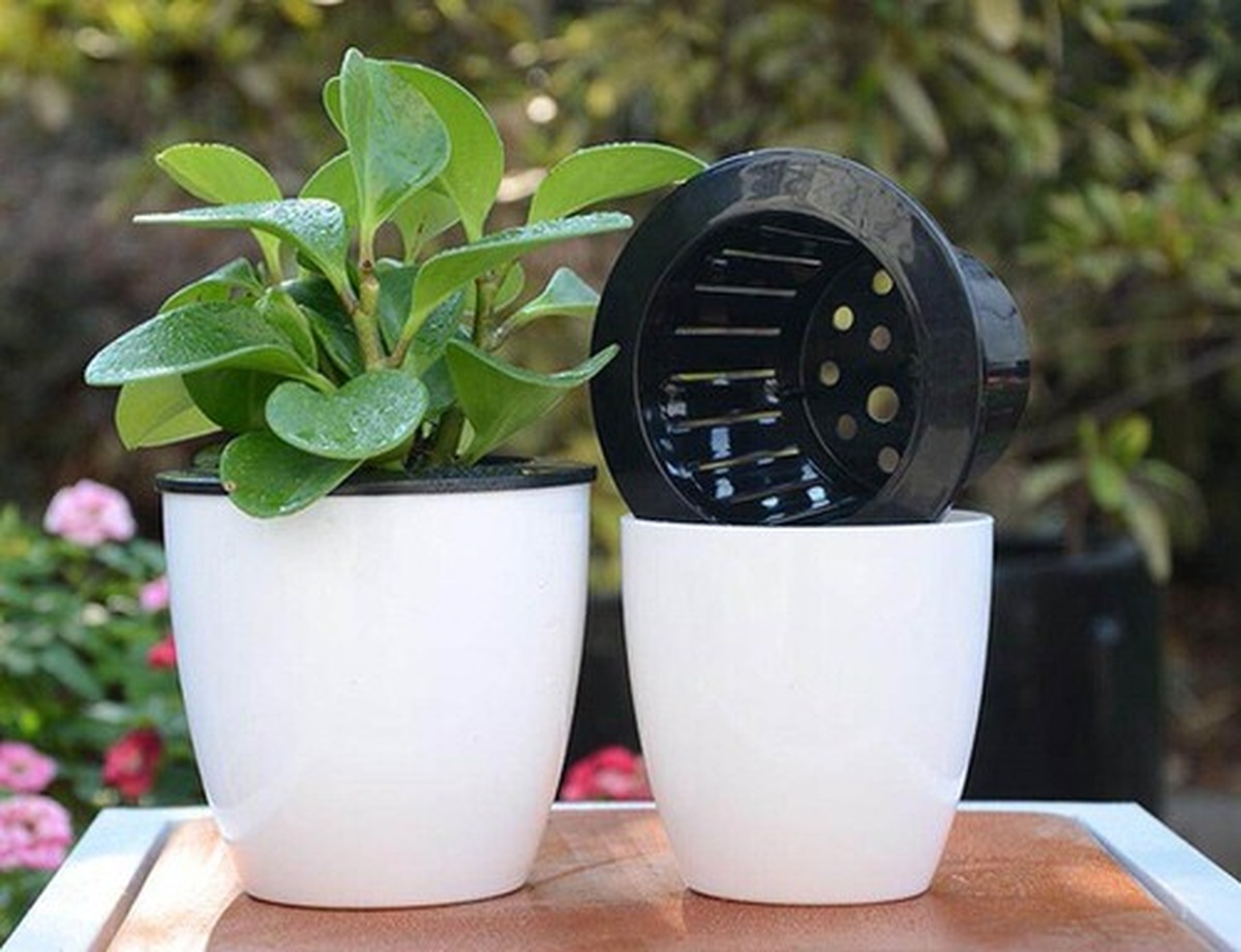 9 Amazing Ways to Care for Young Plants: Seedling Tricks