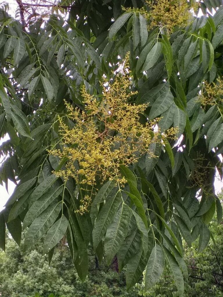 42 White Hawaiian Flowers That Take Your Breath Away