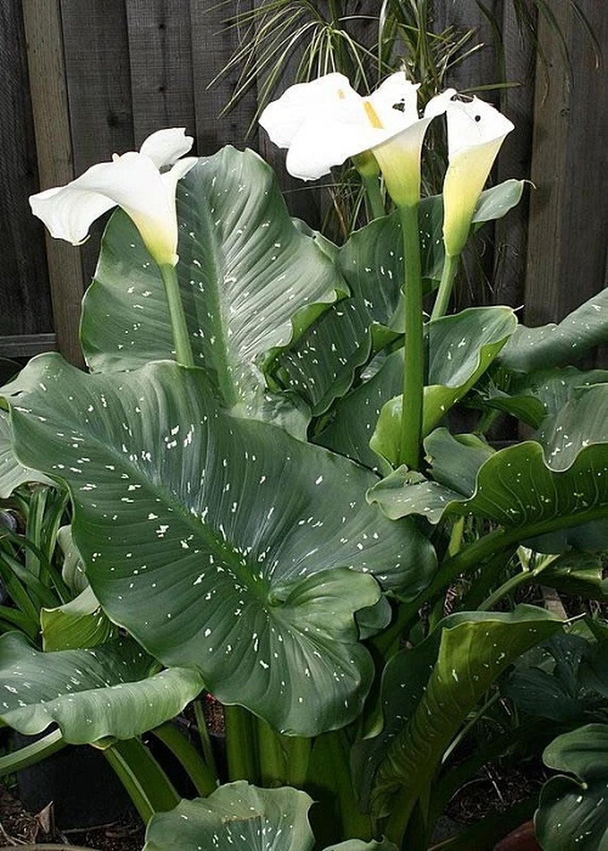 12 Stunning White Calla Lily Varieties to Brighten Your Garden