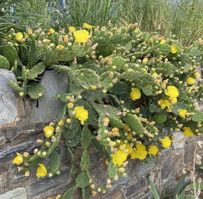 47 Beautiful Native Florida Flowers That Brighten Any Garden