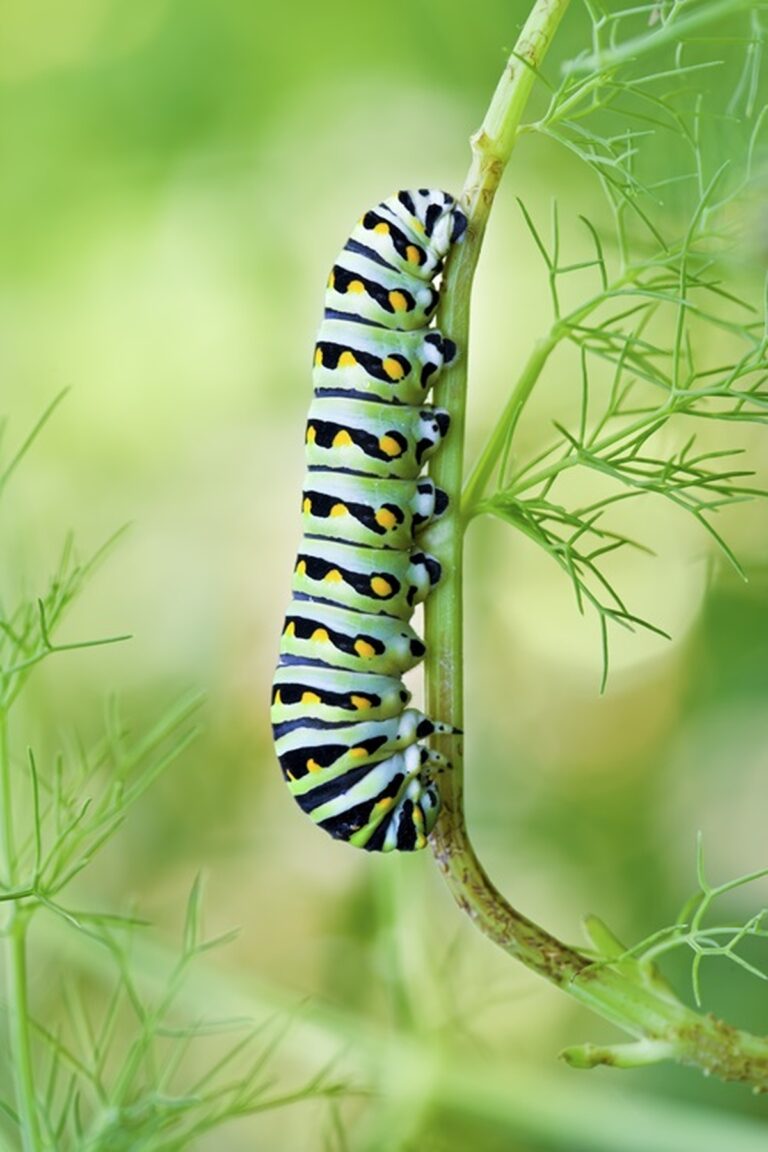 32 Fascinating Orange and Black Caterpillars We Often Spot