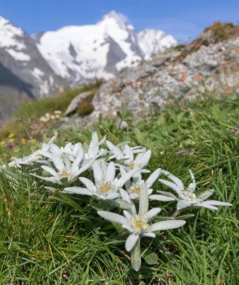 10 Stunning Gray Flower Names That Bloom with Elegance