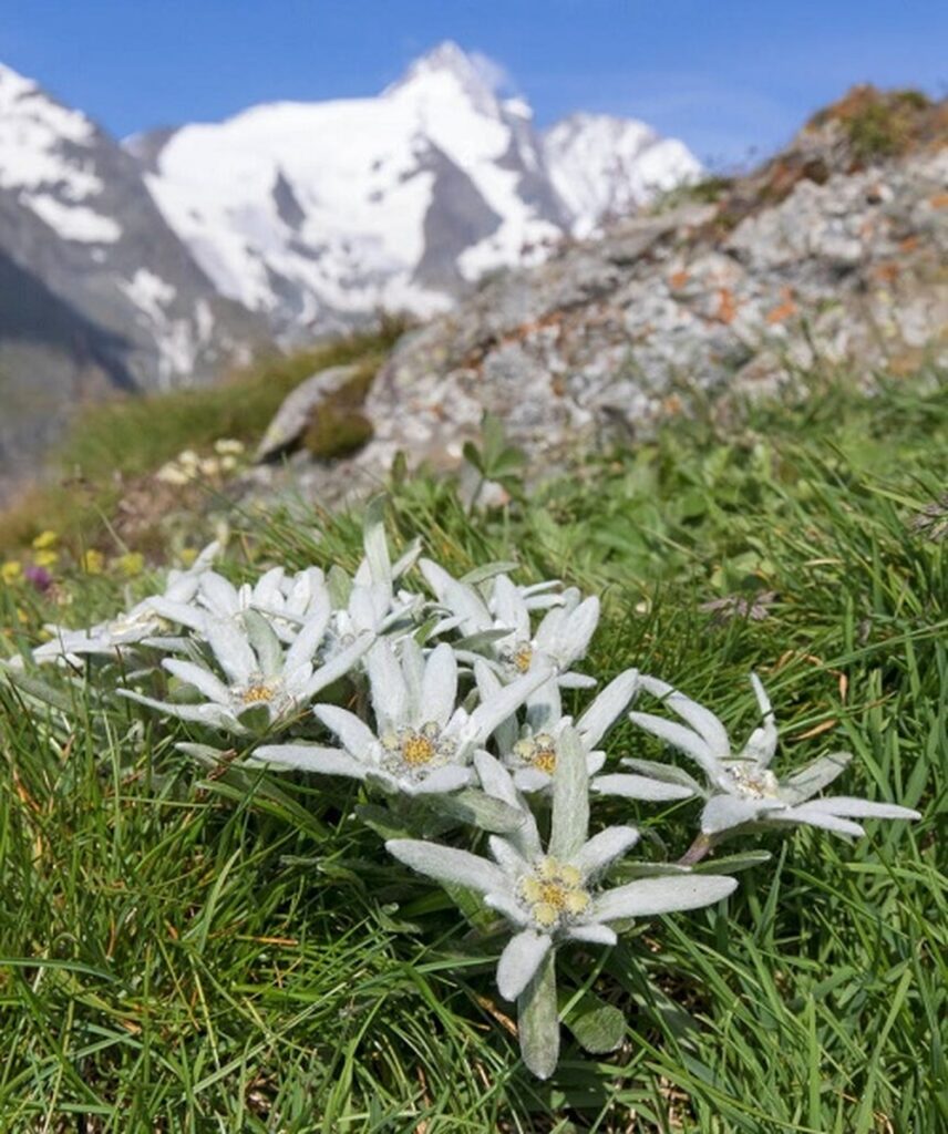 10 Stunning Gray Flower Names That Bloom with Elegance