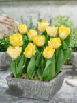 34 Enchanting Yellow Tulip Varieties to Brighten Your Garden