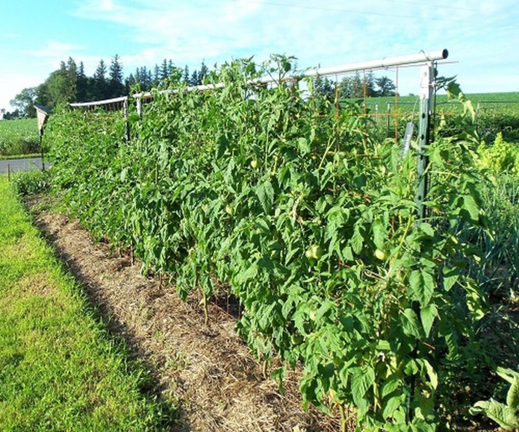 52 Stunning DIY Trellis for Plants Ideas to Transform Your Space