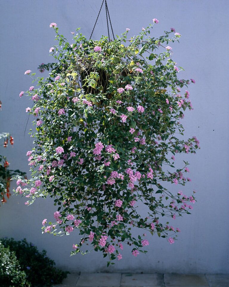 30 Gorgeous Trailing Foliage Plants for Hanging Baskets and Windowboxes