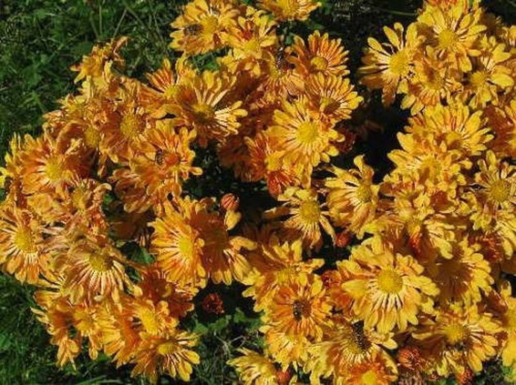 30 Breathtaking Types of Chrysanthemum That Bloom Beautifully