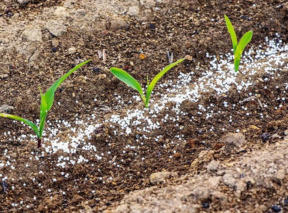 7 Soil Warning Signs That Say It's Time to Start Fresh