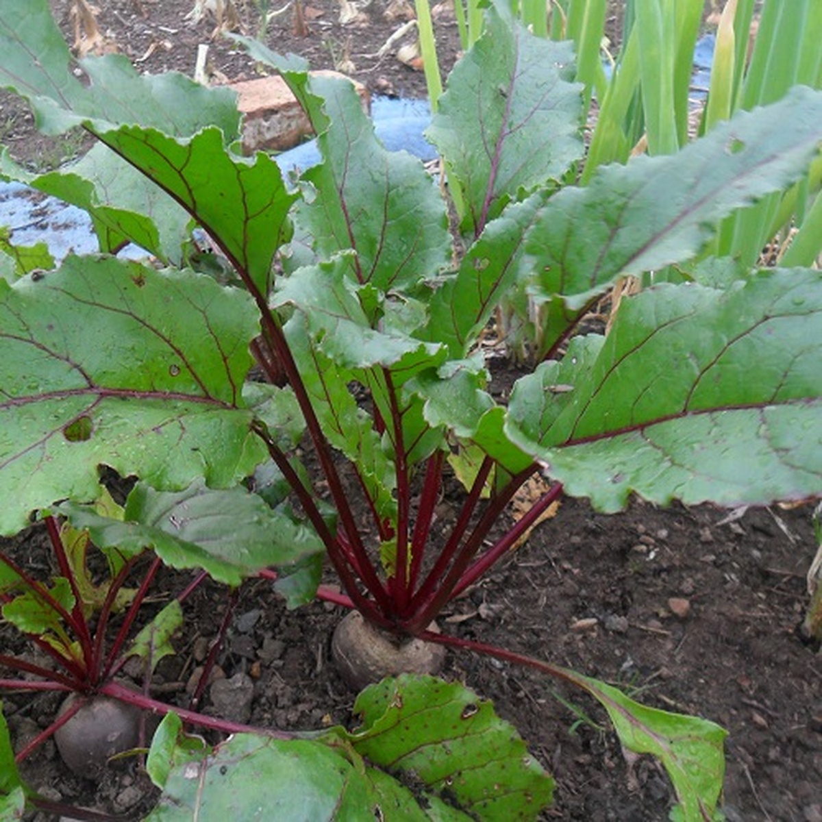 7 Vibrant Red Root Vegetables to Brighten Your Garden