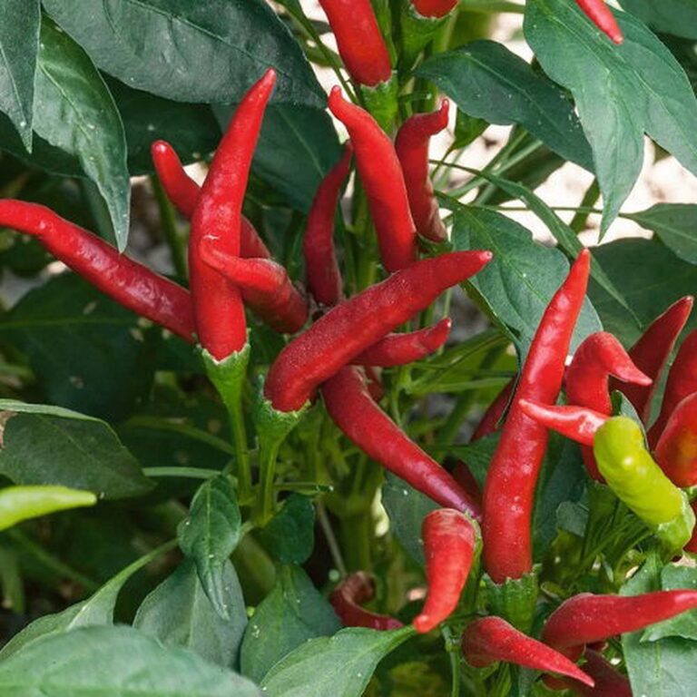 20 Stunning Peppers That Grow Upwards for Garden Magic