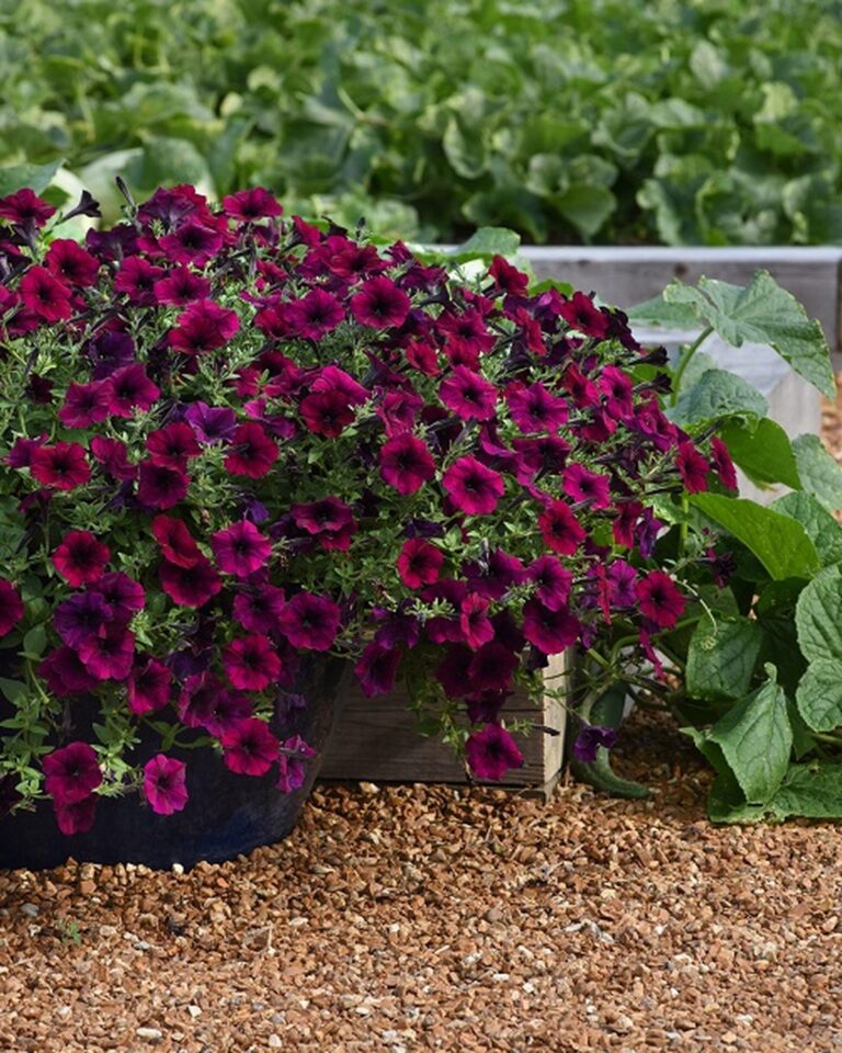 41 Stunning Magenta Flowers That Brighten Any Garden