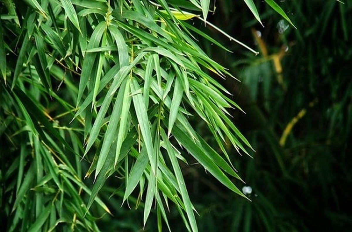 Is Bamboo Healthy to Eat?
