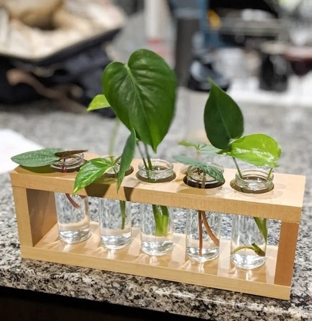 17 Easy DIY Plant Propagator Ideas That Actually Work Wonders