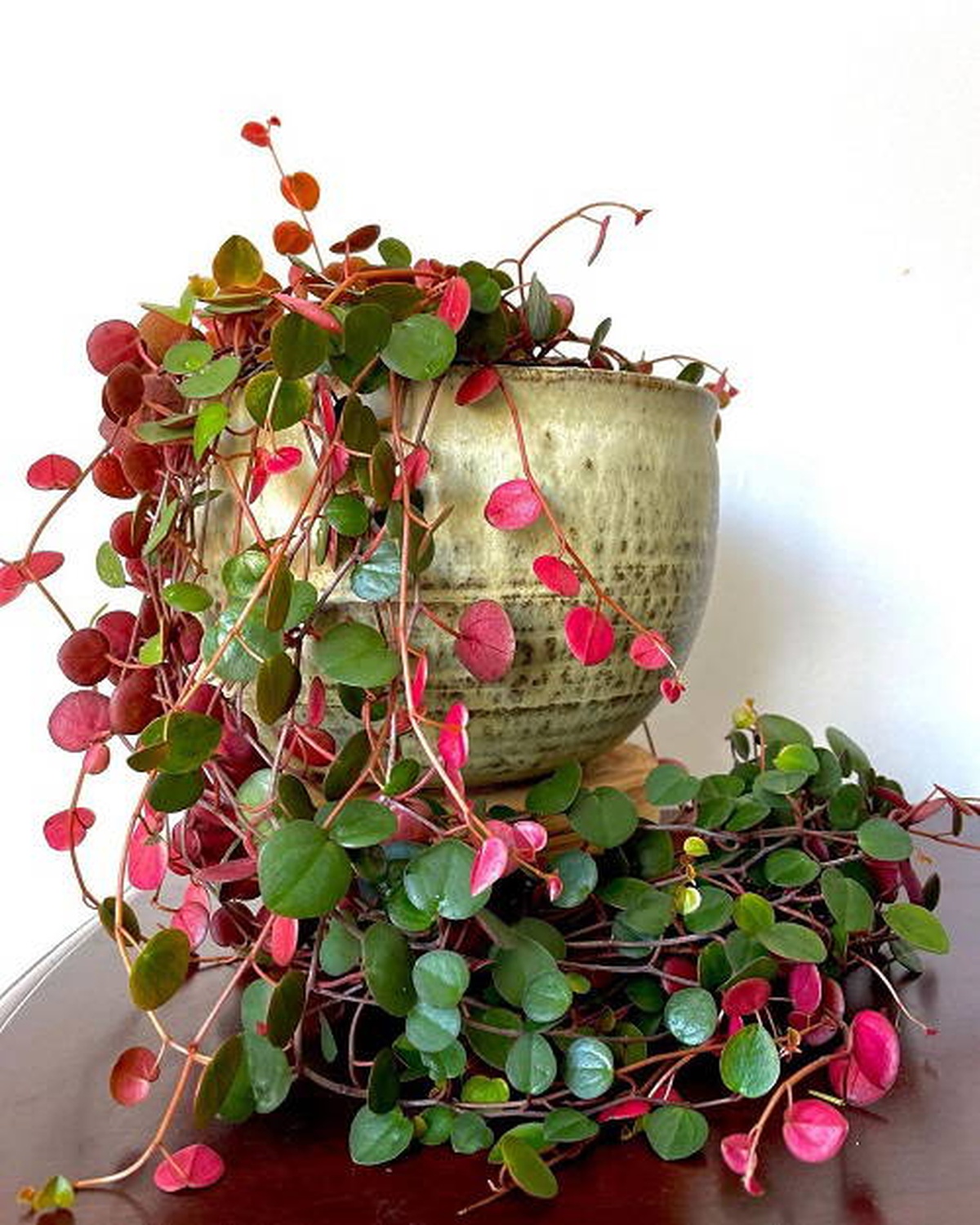 9 Stunning Types of Unique Trailing Plants for Your Indoor Oasis