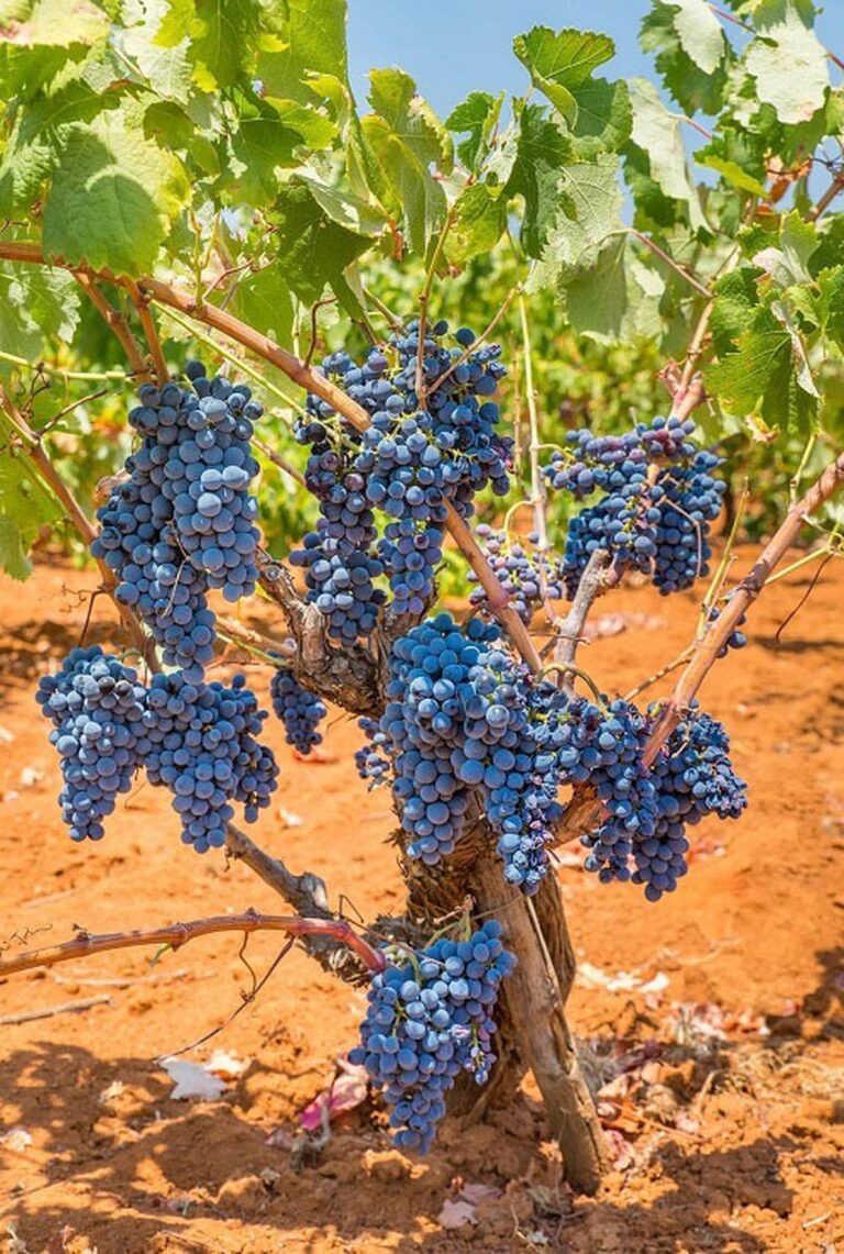 24 Delicious Edible Vines for Container and Garden Growing