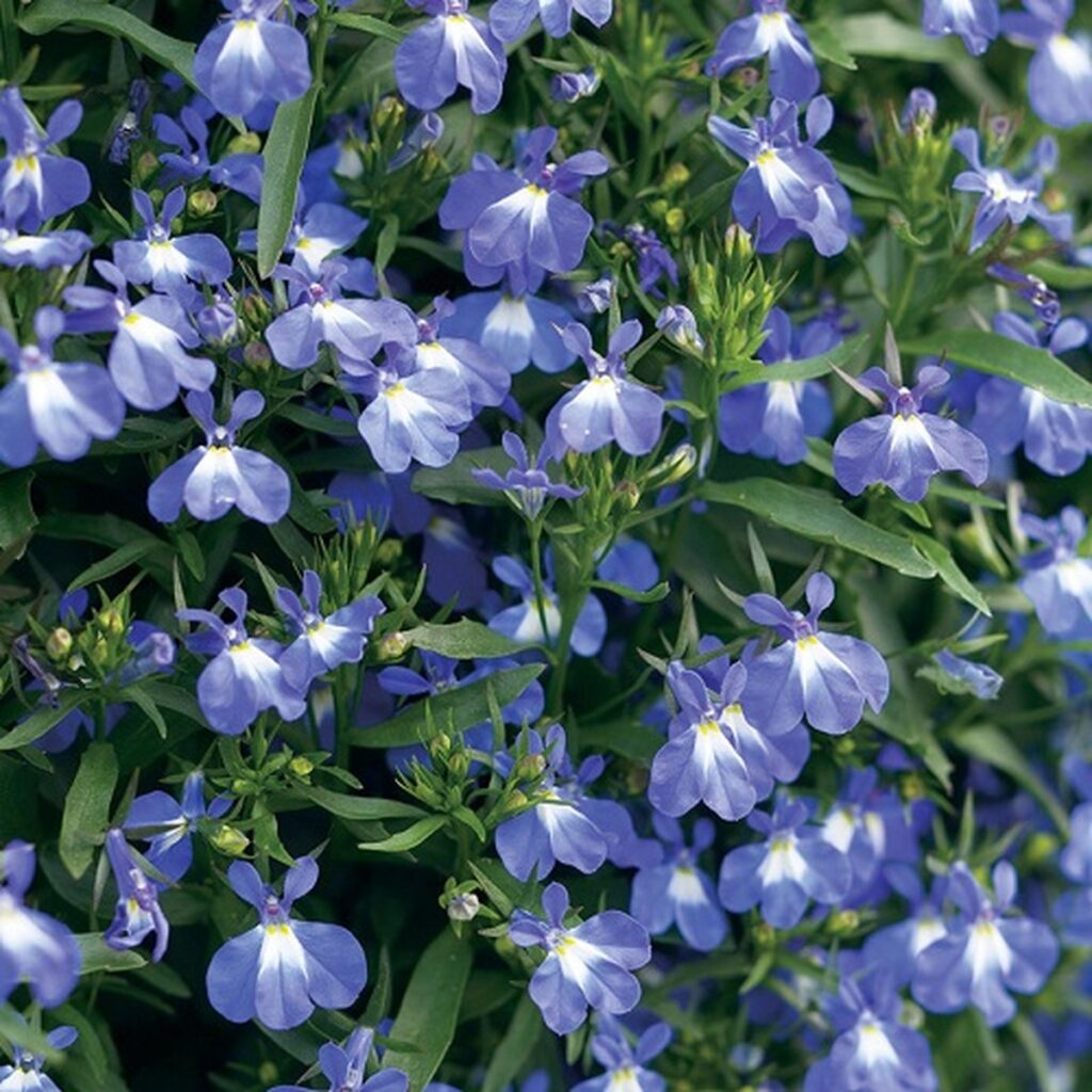 19 Amazing Flowers with 5 Petals That Brighten Any Garden