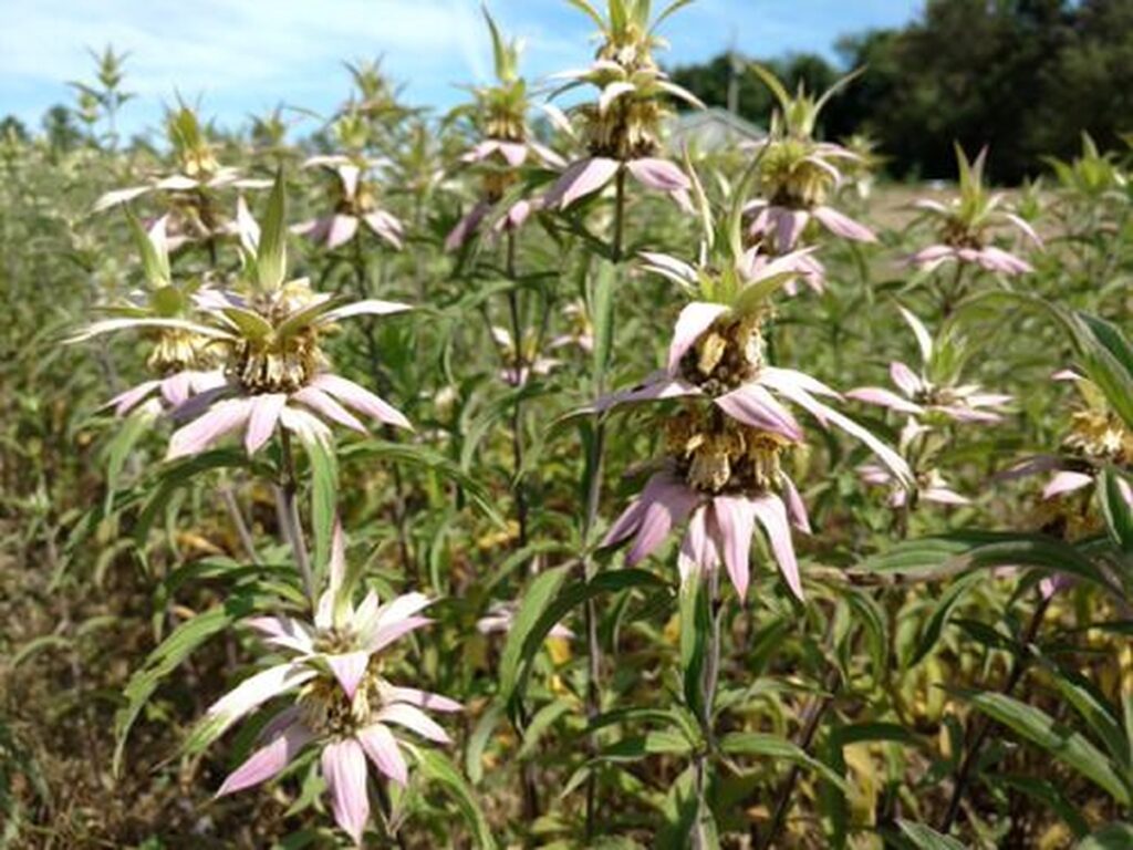 62 Stunning Native Florida Plants and Trees to Beautify Your Space