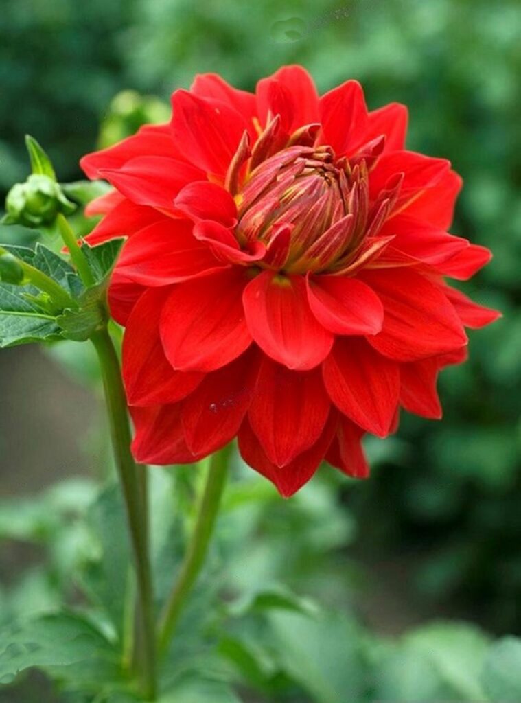 27 Stunning Red Dahlia Varieties That Will Brighten Any Garden