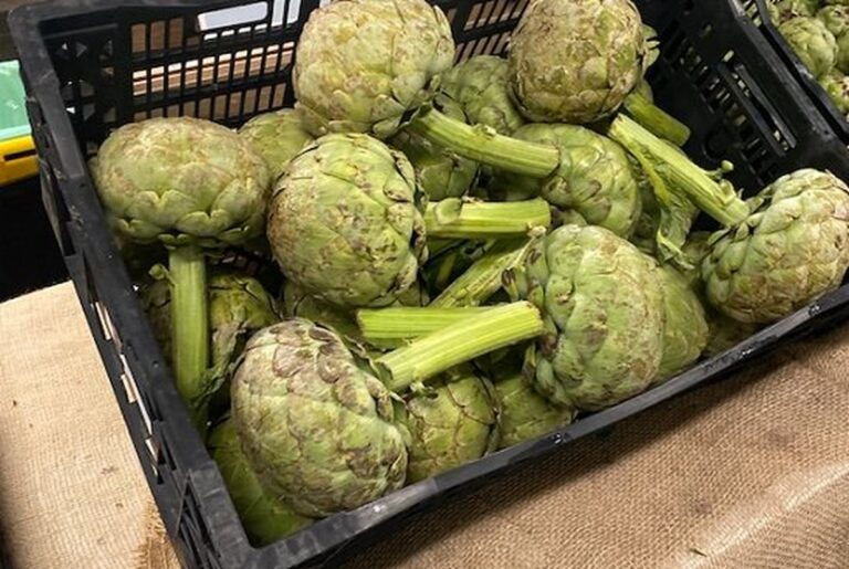 15 Incredible Artichoke Plant Varieties for Your Garden Journey