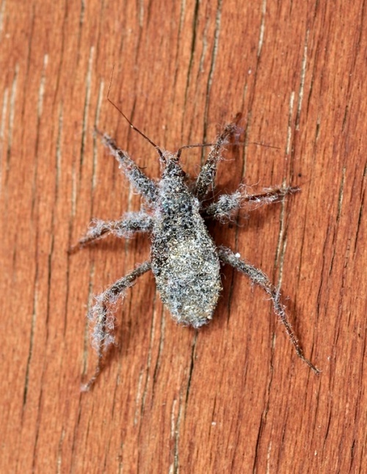 11 Surprising Tiny Black Bugs in Bathroom with No Wings to Know