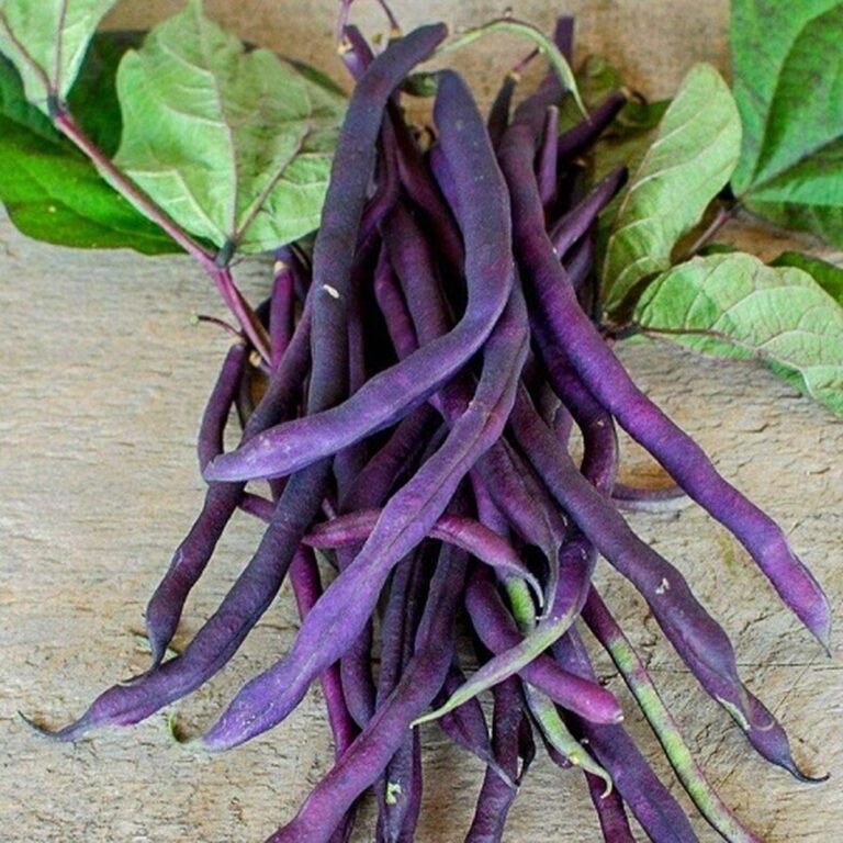 14 Delicious Purple Bean Varieties to Brighten Your Garden