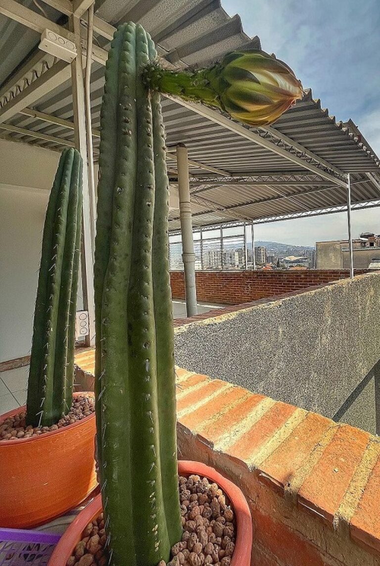 18 Amazing Types of Columnar Cactus Varieties for Your Garden