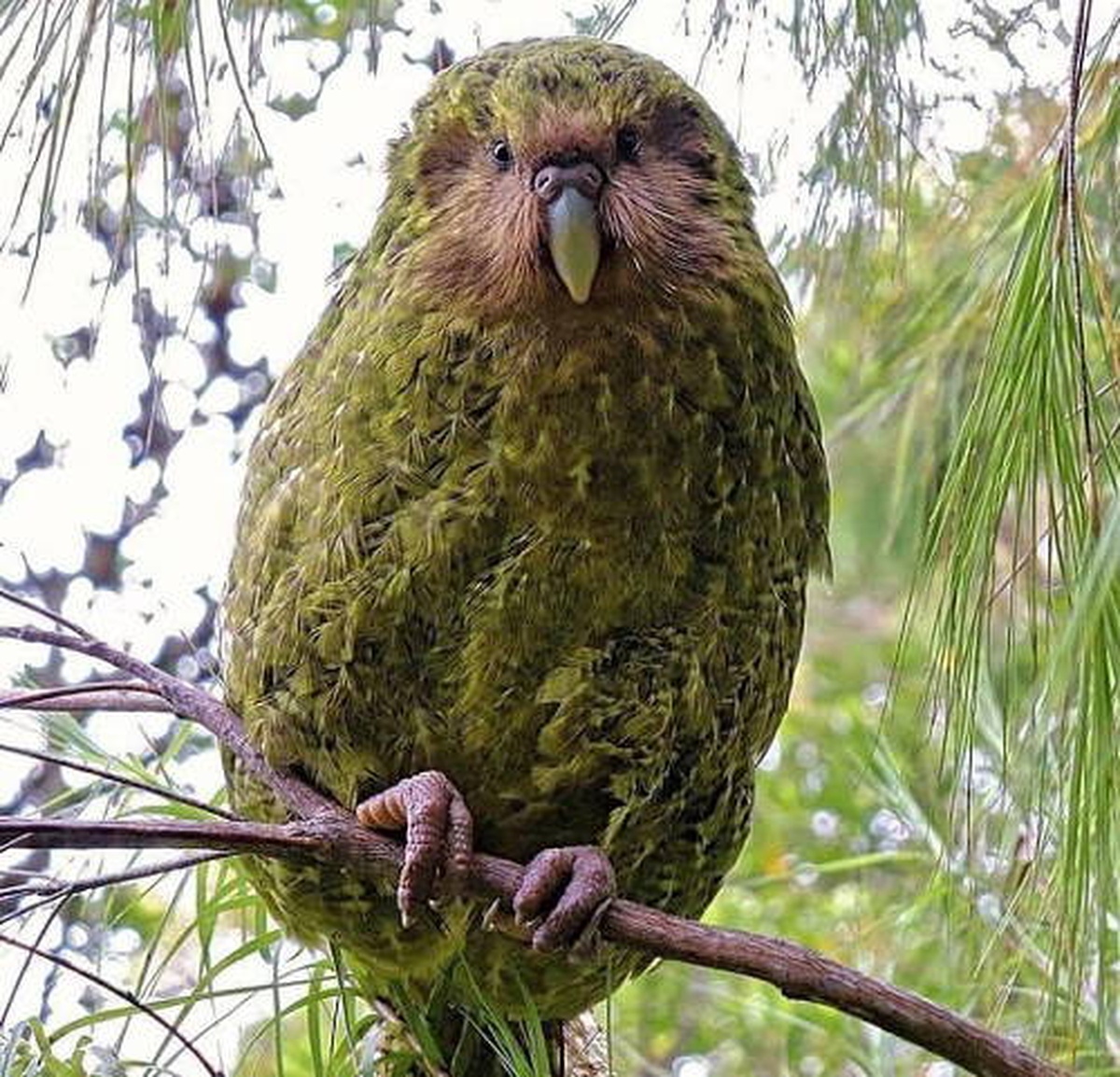 5 Most Hilariously Clueless Birds in the World