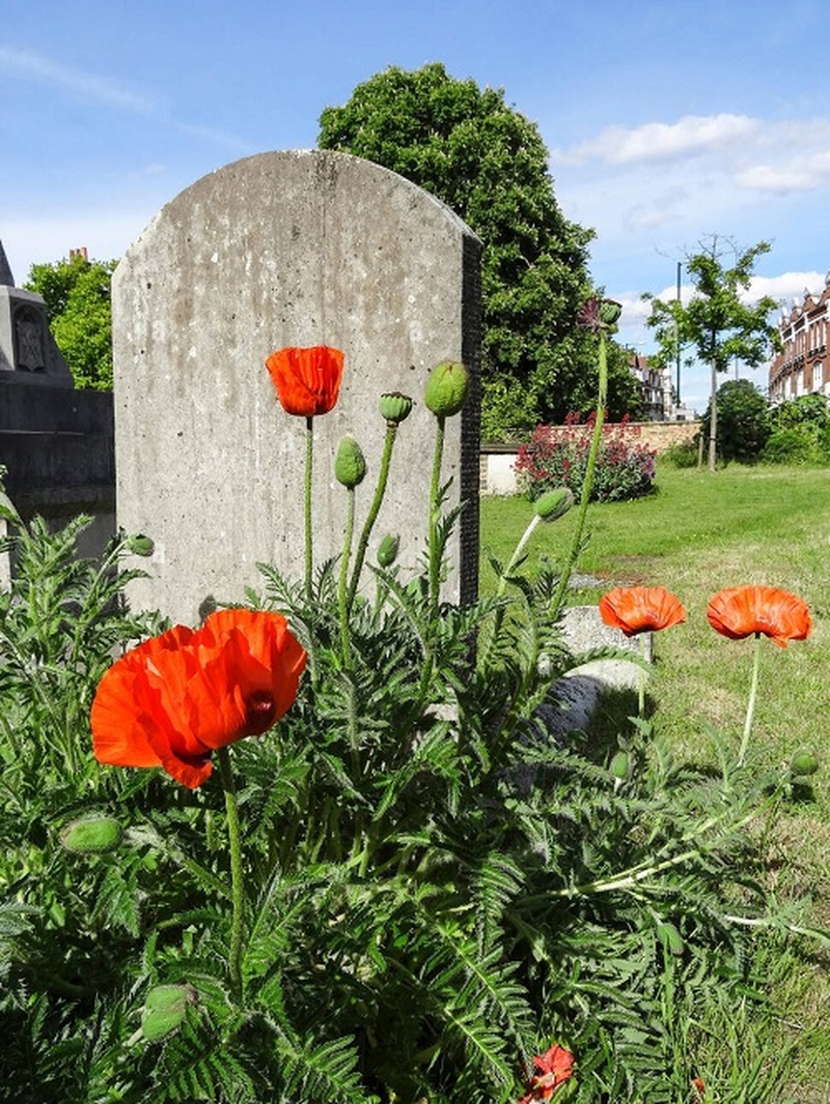 13 Beautiful Flowers that Represent Death: A Meaningful Journey