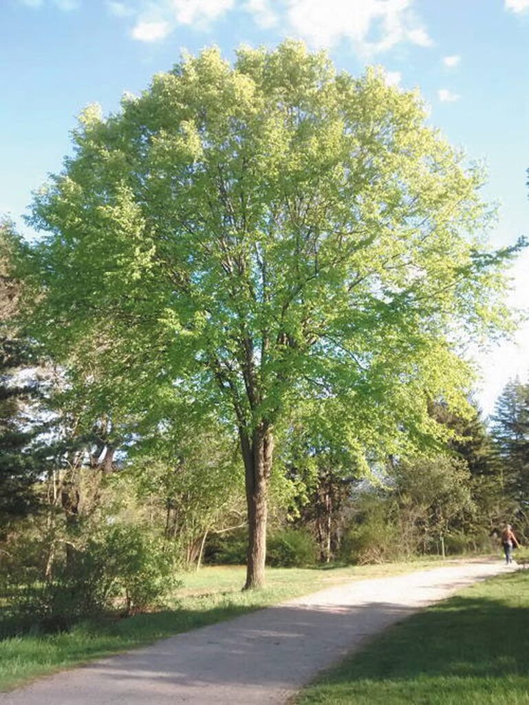 21 Beautiful Types of Elm Trees: Your Simple Identification Guide
