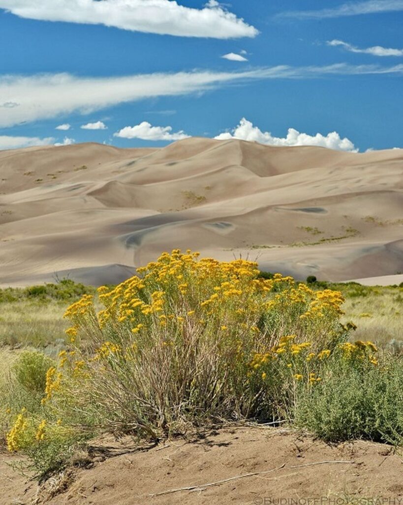 90 Amazing Desert Plants That Thrive in Dry Heat