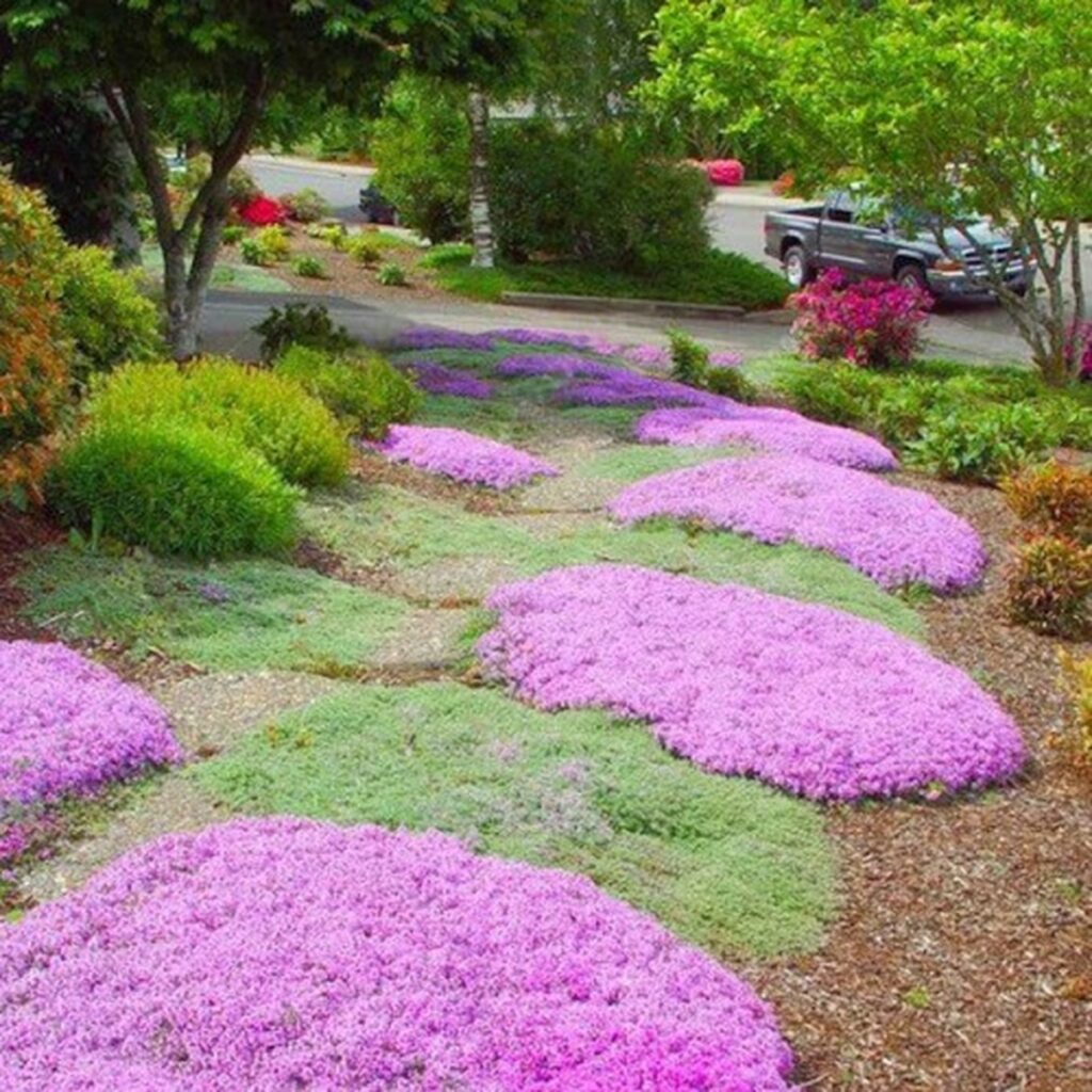 15 Charming Creeping Thyme Lawn Ideas for Natural Beauty