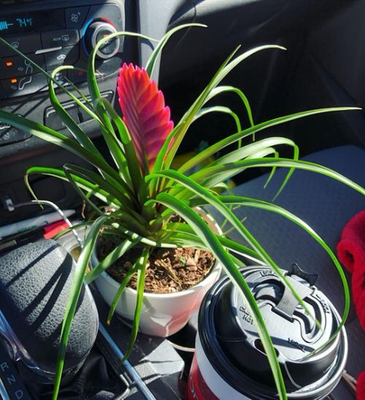 7 Beautiful Plants That Thrive When Grown in Car